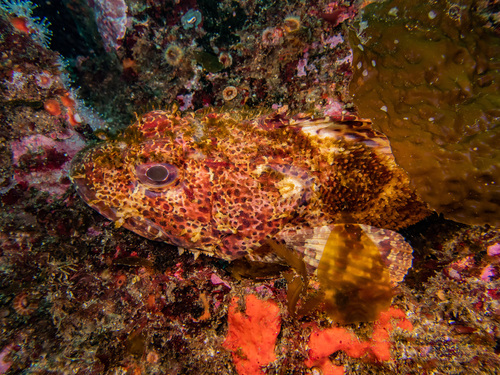 Sculpin | Local Fish